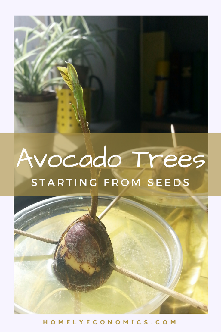 Starting Avocado Trees From Seeds • Homely Economics