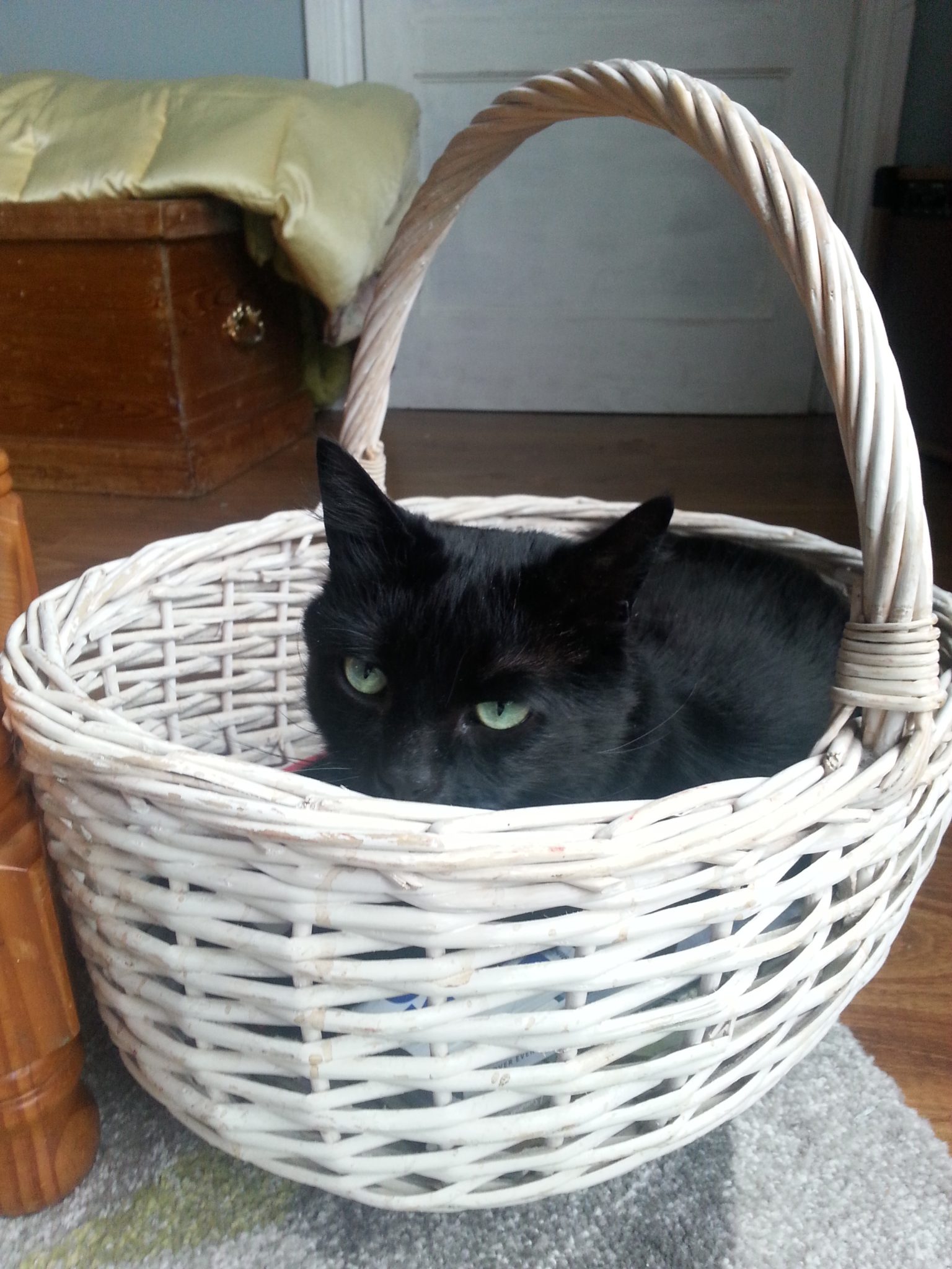 My Five Cats • Homely Economics
