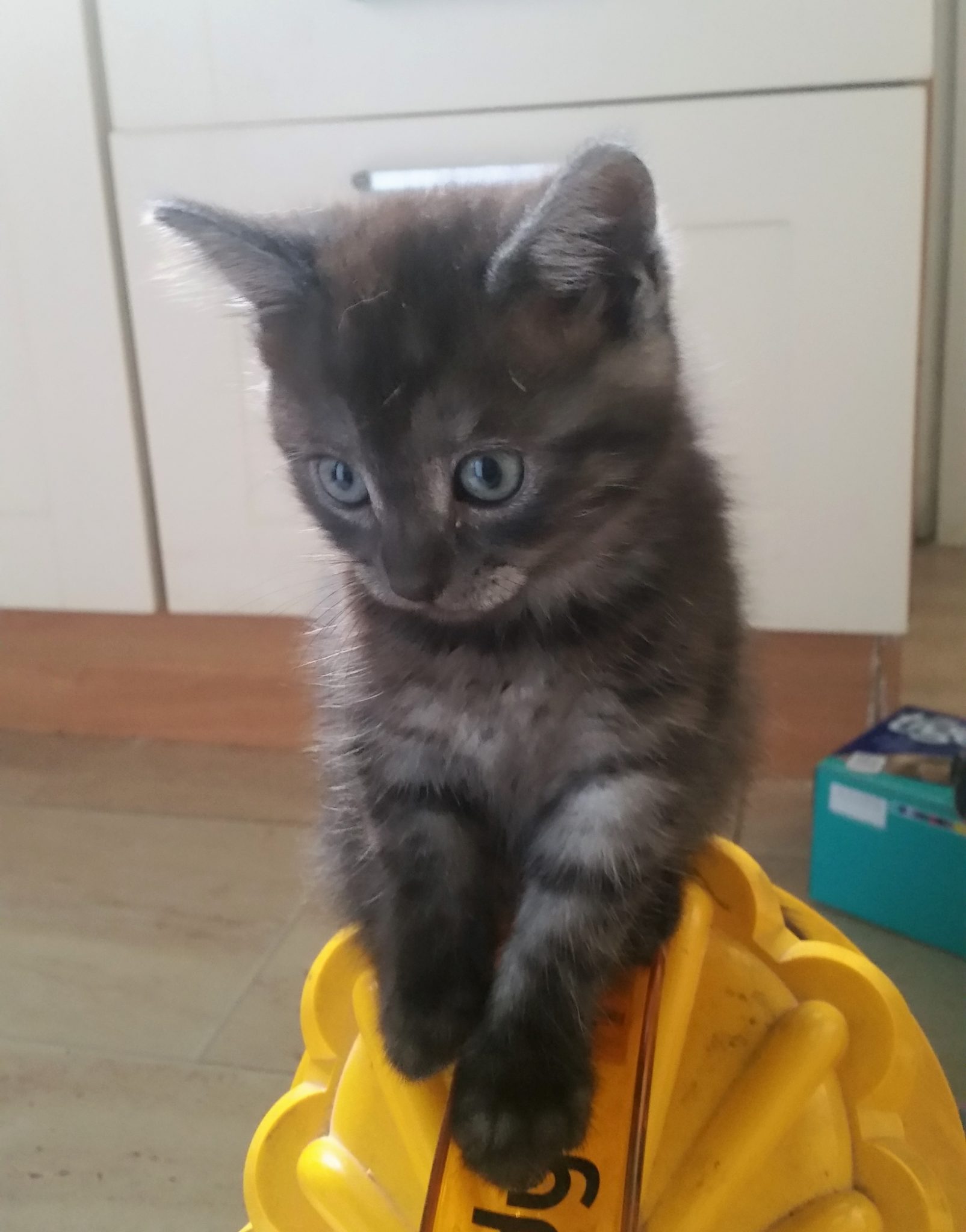 My Five Cats • Homely Economics